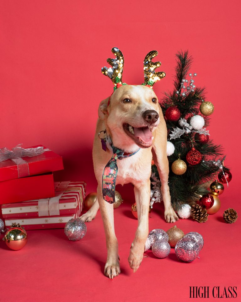 Happy Pawlidays - High Class